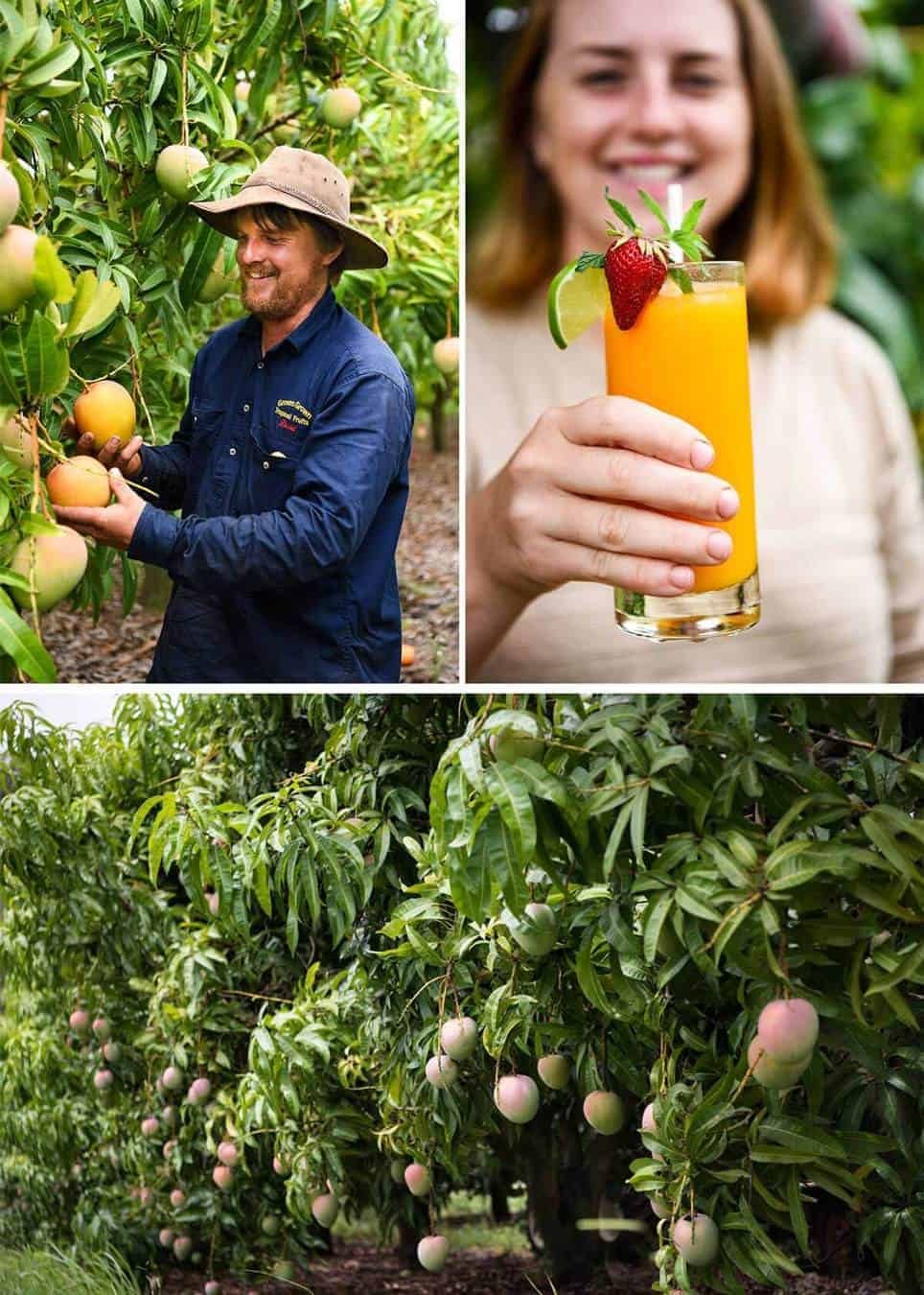 Mango Daiquiri & Tales from a MANGO FARM!! - RecipeTin Eats