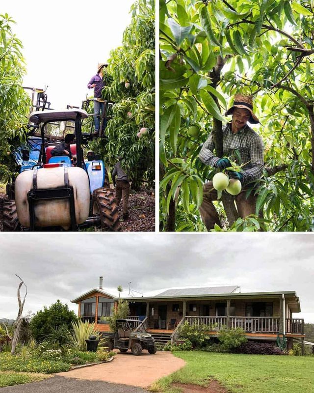 Mango Daiquiri & Tales from a MANGO FARM!! - RecipeTin Eats