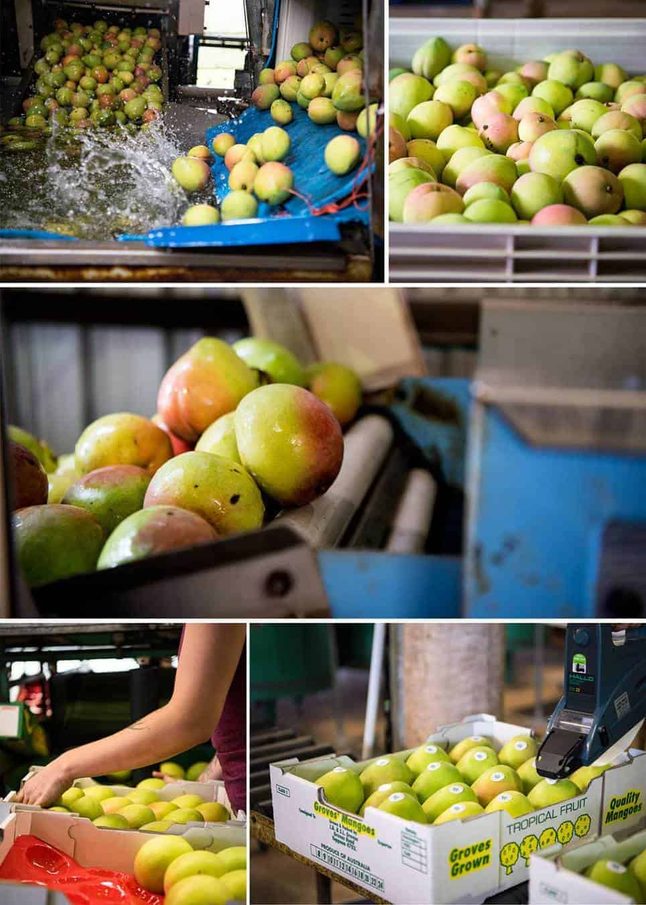Mango Daiquiri & Tales from a MANGO FARM!! - RecipeTin Eats