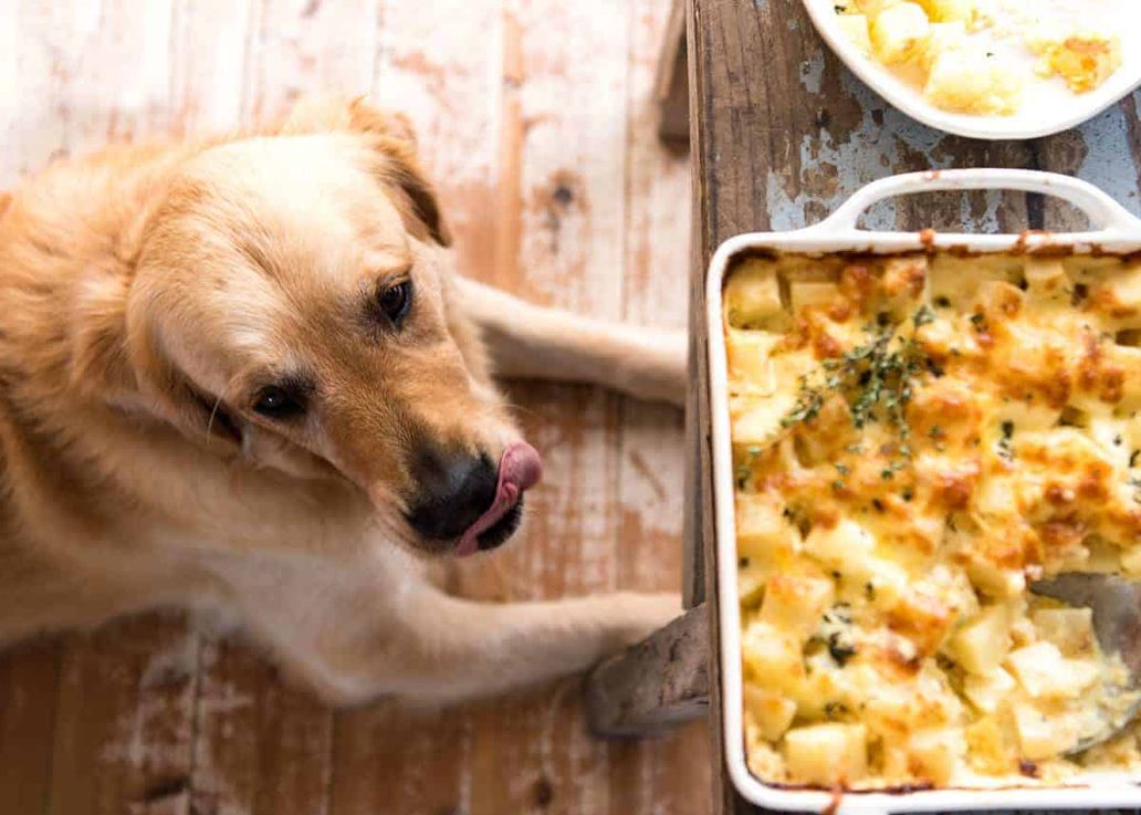 Easy Creamy Cheesy Potato Bake - RecipeTin Eats