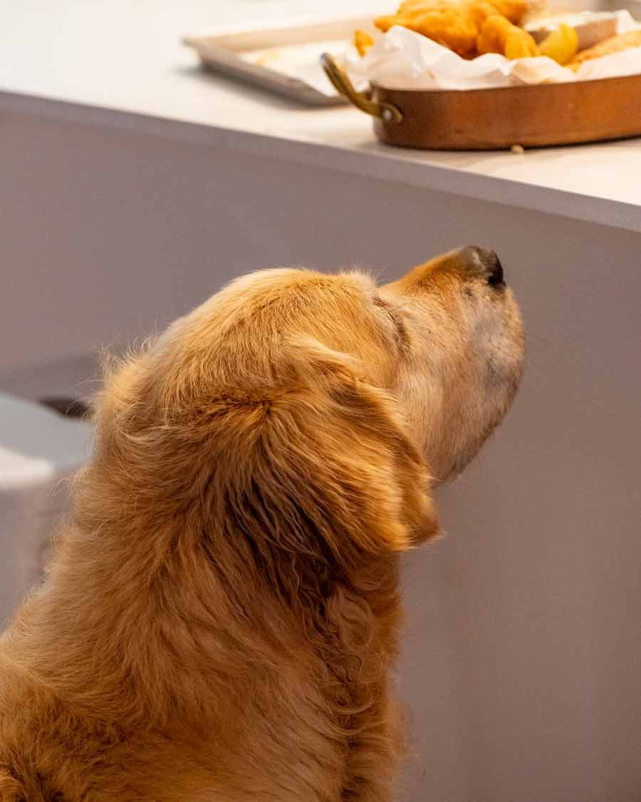 Crispy Beer Battered Fish Recipetin Eats