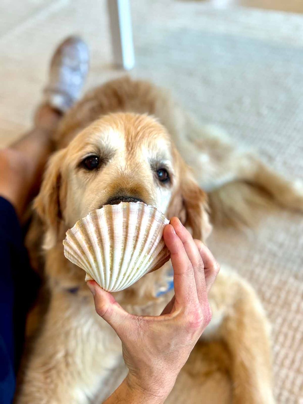 JB's Coquilles Saint-Jacques - RecipeTin Eats