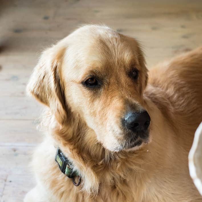 Meet Dozer | RecipeTin Eats